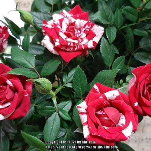 Rose (Rosa 'Gigi') in the Roses Database - Garden.org