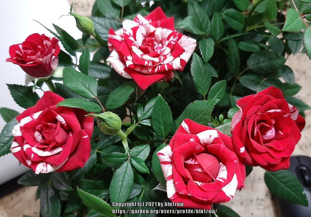 Rose (Rosa 'Gigi') in the Roses Database - Garden.org