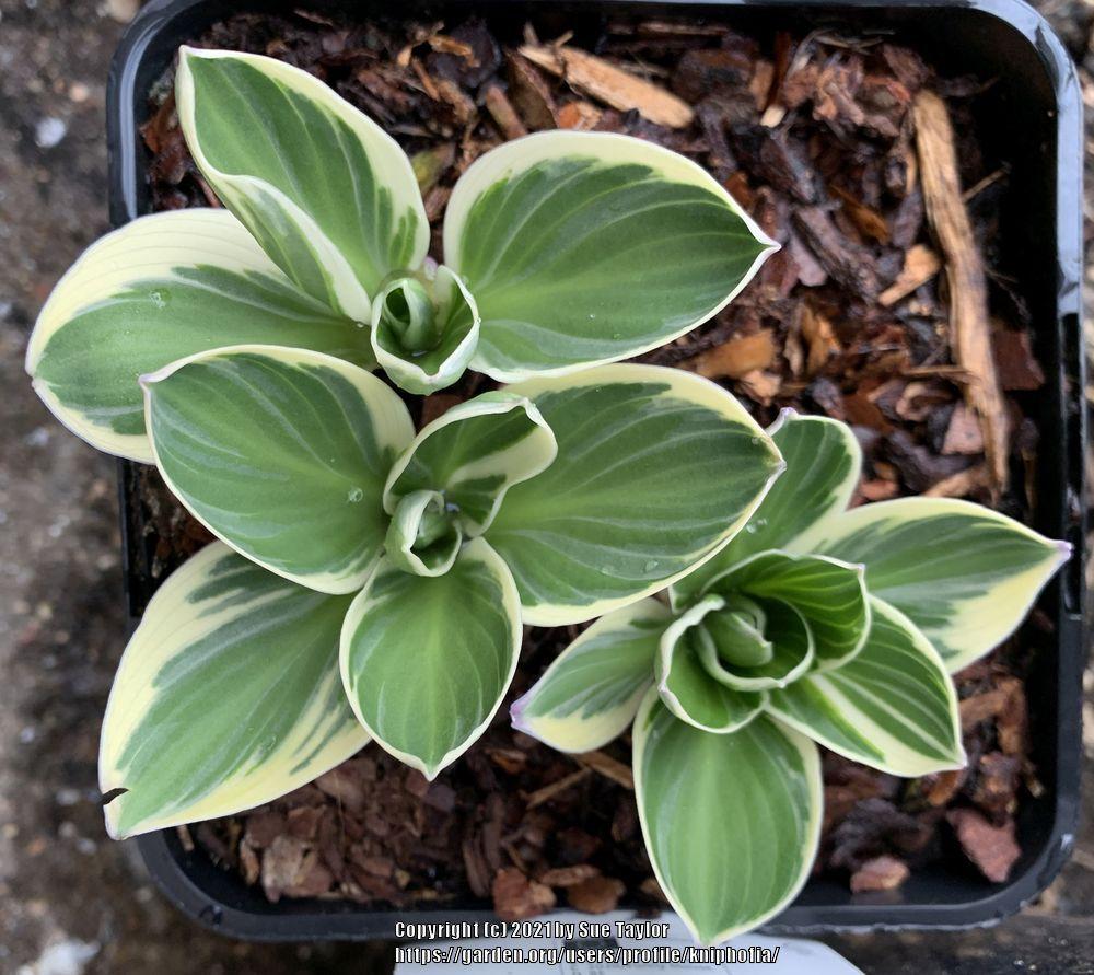 Photo of the entire plant of Hosta 'Funny Mouse' posted by kniphofia ...