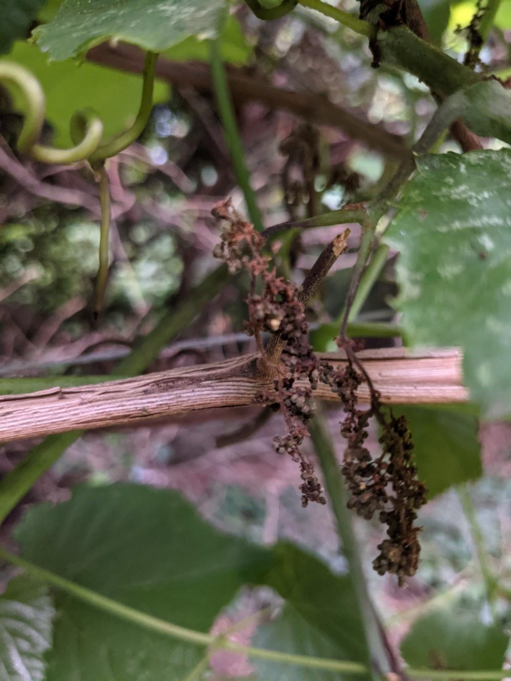 Problem with grapes! in the Vegetables and Fruit forum - Garden.org