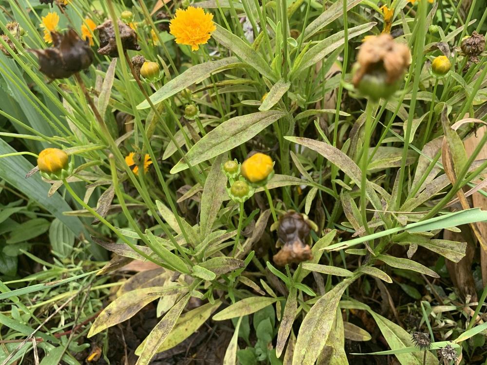 Coreopsis Disease in the Ask a Question forum - Garden.org