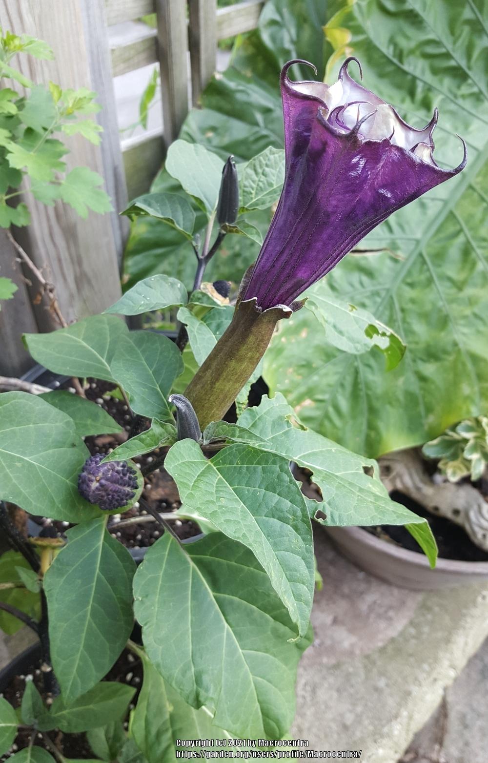 Photo of the entire plant of Devil's Trumpet (Datura metel 'Ballerina ...