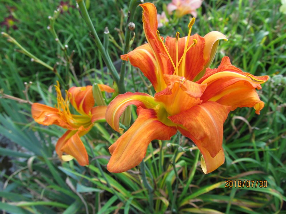 2021 Tall Daylily photos, up up and away in the Daylilies forum ...