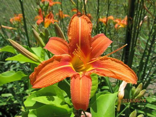 2021 Tall Daylily photos, up up and away in the Daylilies forum ...