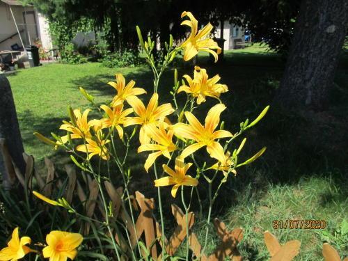 2021 Tall Daylily photos, up up and away in the Daylilies forum ...