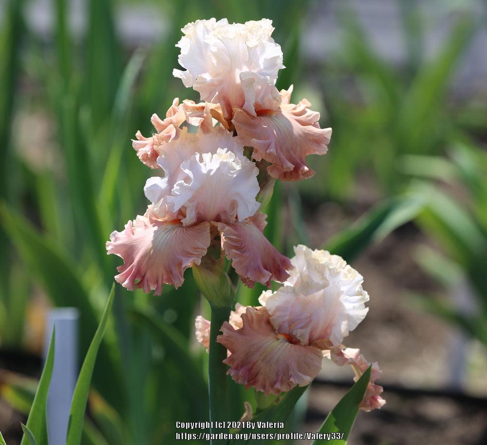 Tall Bearded Iris (Iris 'Bashful Love') in the Irises Database - Garden.org