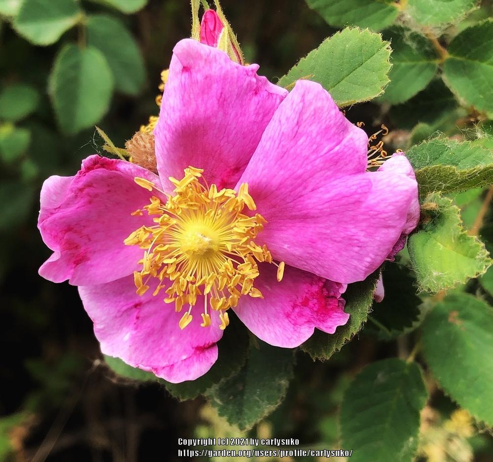 Photo of the bloom of California Wild Rose (Rosa californica) posted by ...