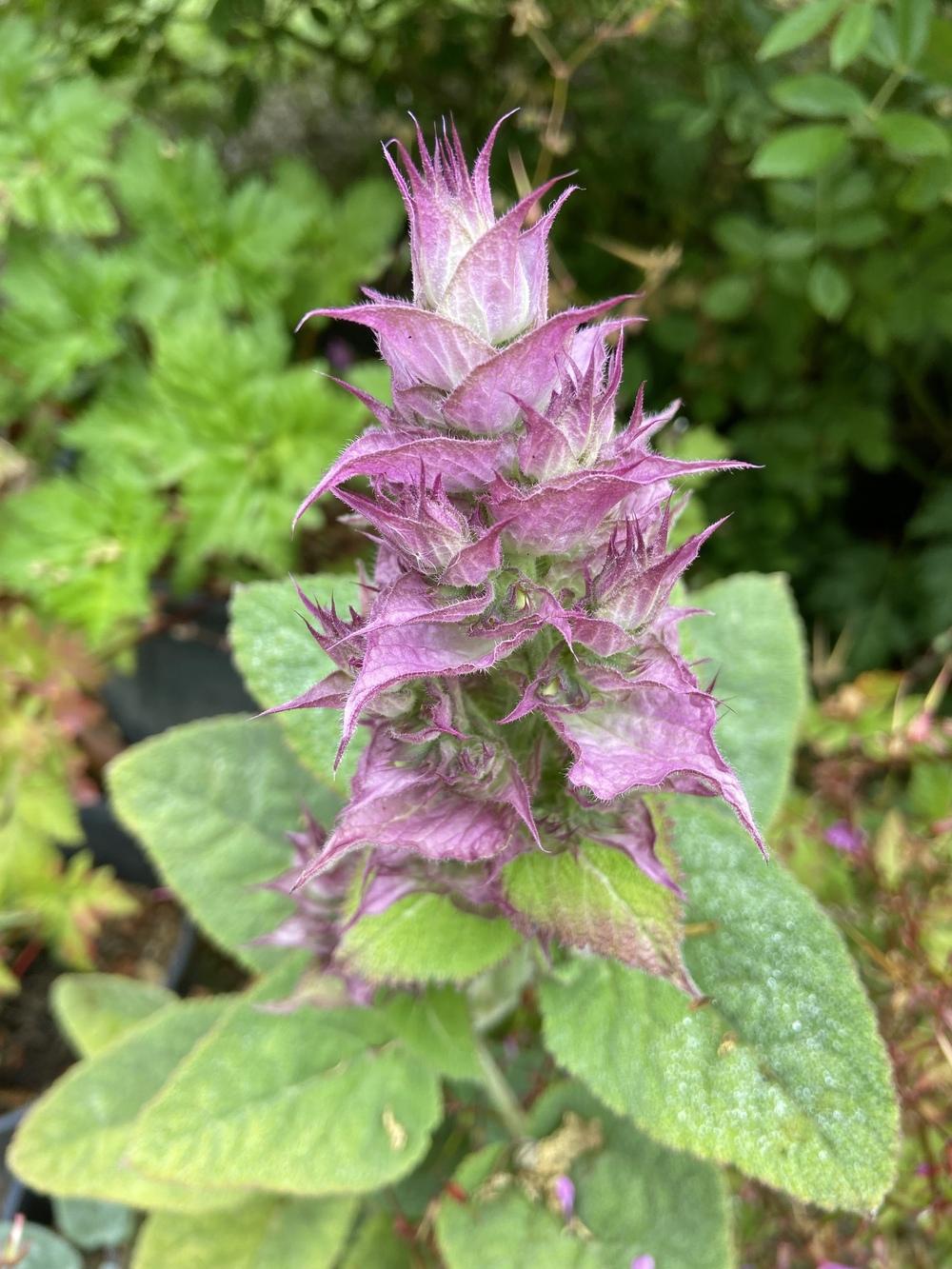 Clary Sage (Salvia sclarea 'Piemont') in the Salvias Database - Garden.org