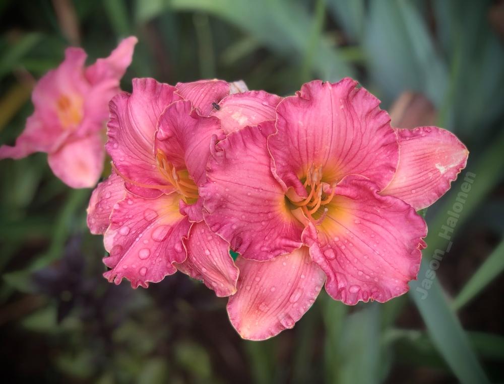 Daylily (Hemerocallis 'Pink Abundance') in the Daylilies Database ...