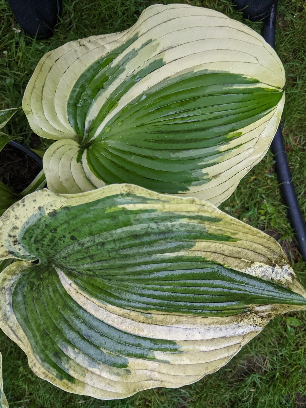 Sooty Mold in the Hostas forum - Garden.org