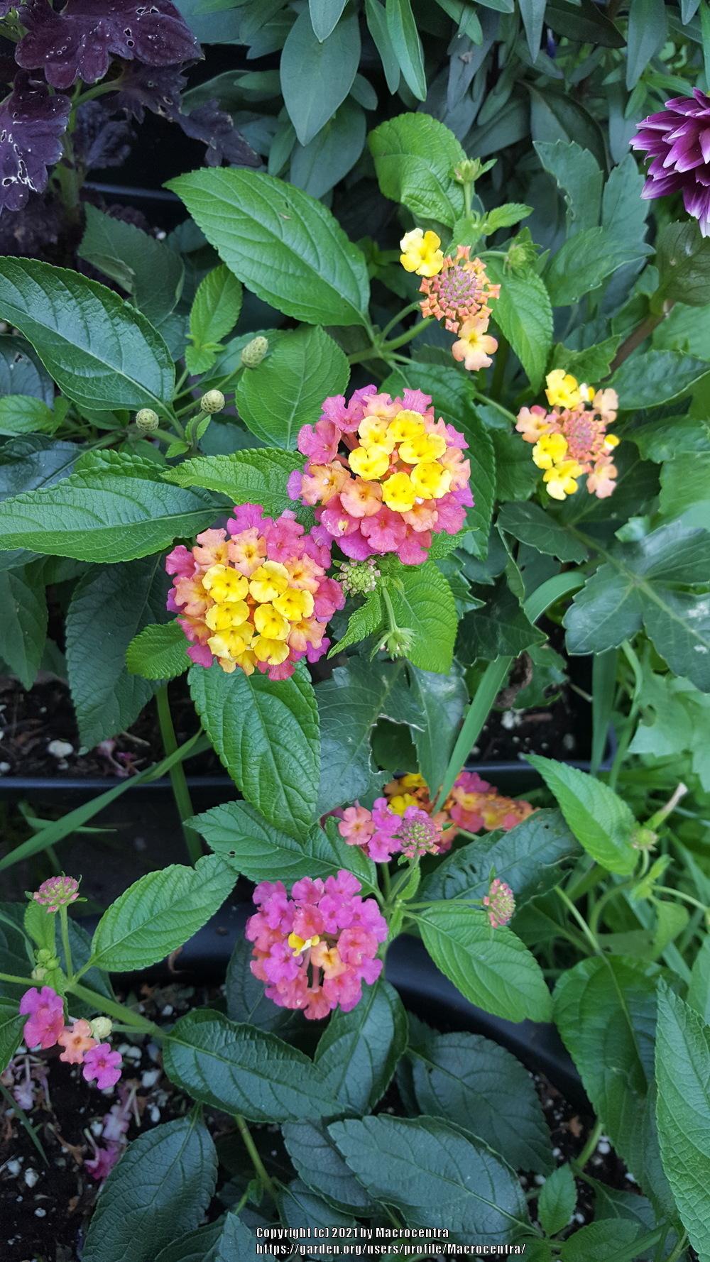 Lantana (Lantana camara Luscious® Pinkberry Blend) in the Lantanas ...