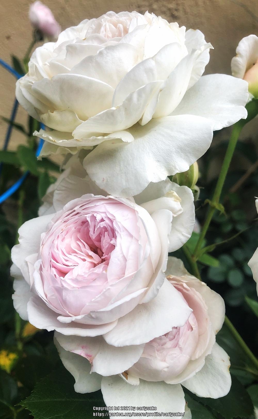 Photo of the bloom of Rose (Rosa 'Earth Angel') posted by carlysuko ...