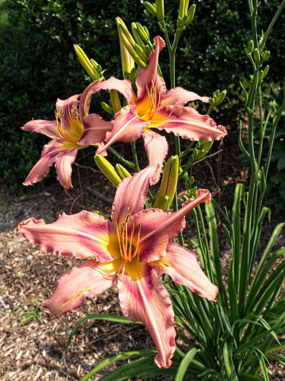 2021 Tall Daylily photos, up up and away in the Daylilies forum ...