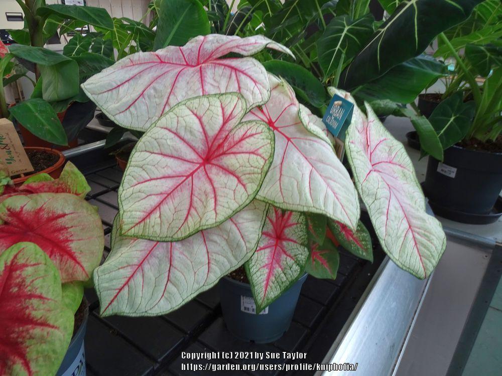 Fancy-leaf Caladium (Caladium 'Summer Breeze') in the Caladiums ...