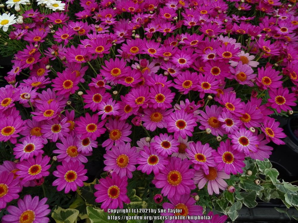 Marguerite Daisy (Argyranthemum frutescens Madeira™ Deep Pink Improved ...