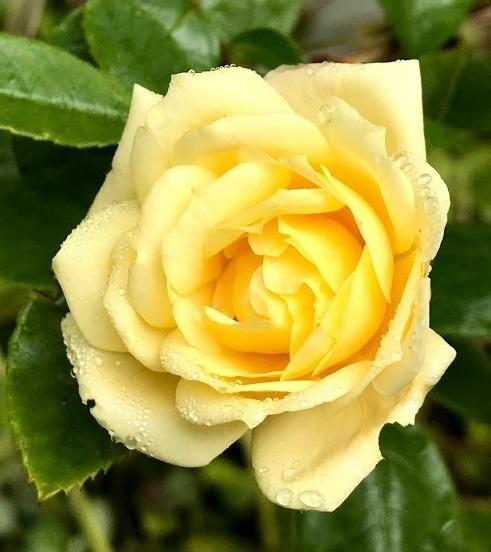 Rose (Rosa 'Yellow Sweetheart, Cl.') in the Roses Database - Garden.org