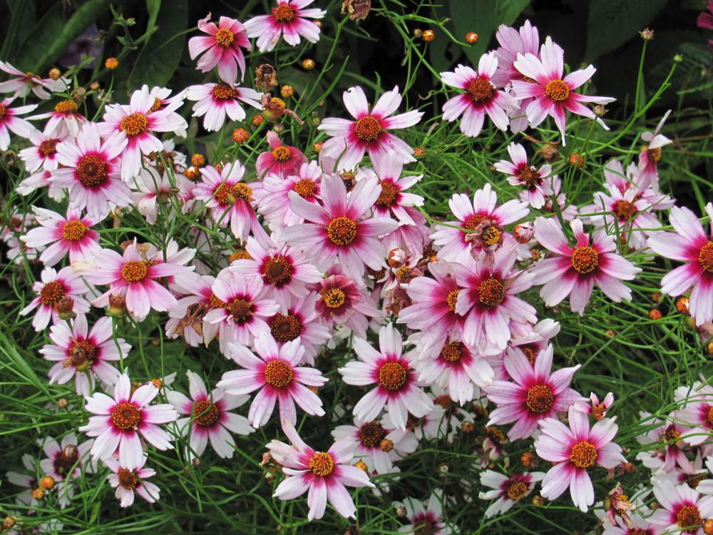 Tickseed (Coreopsis rosea 'Sweet Dreams') in the Tickseeds Database ...