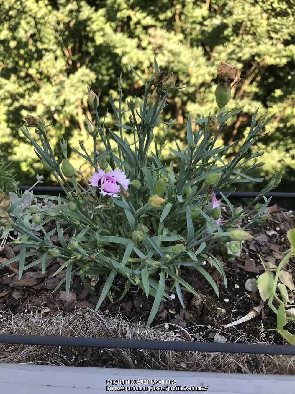 Photo of the entire plant of Border Pinks (Dianthus Early Bird™ Fizzy ...