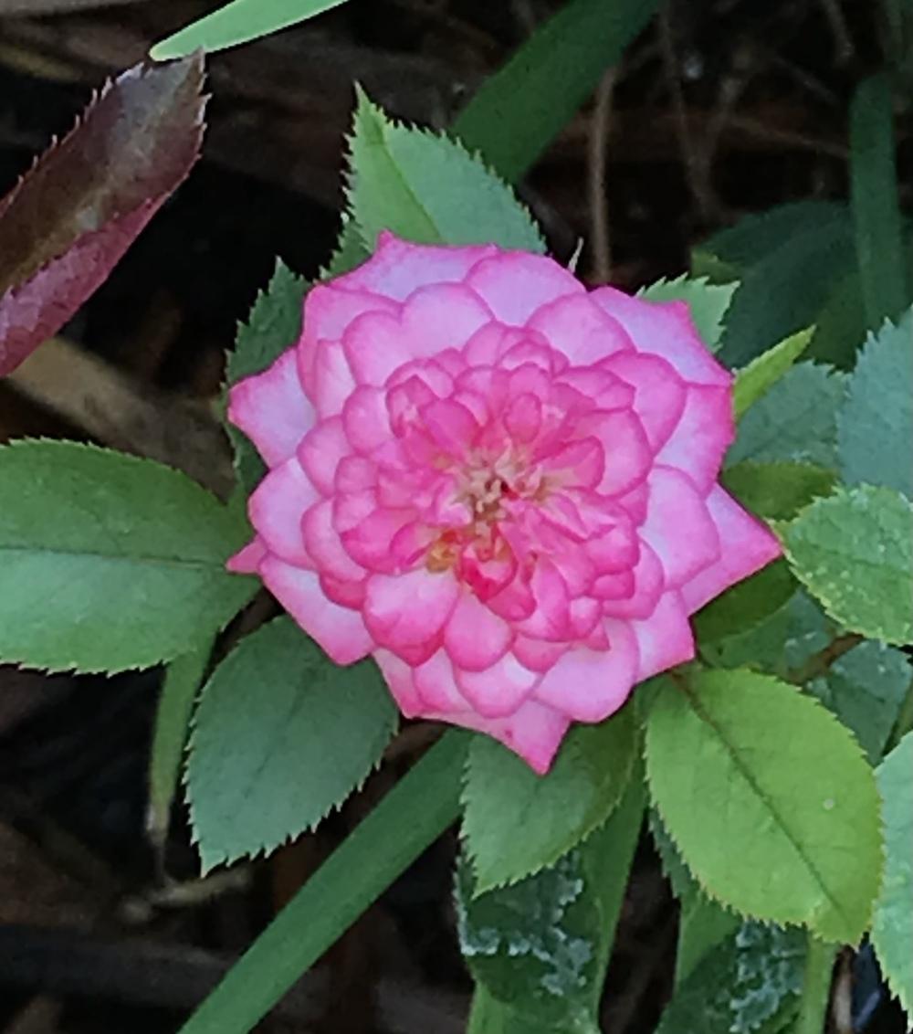 Rose (Rosa 'Magic Carrousel') in the Roses Database - Garden.org