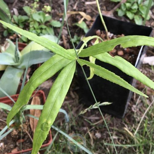Horned Spindleberry (Euonymus cornutus) - Garden.org