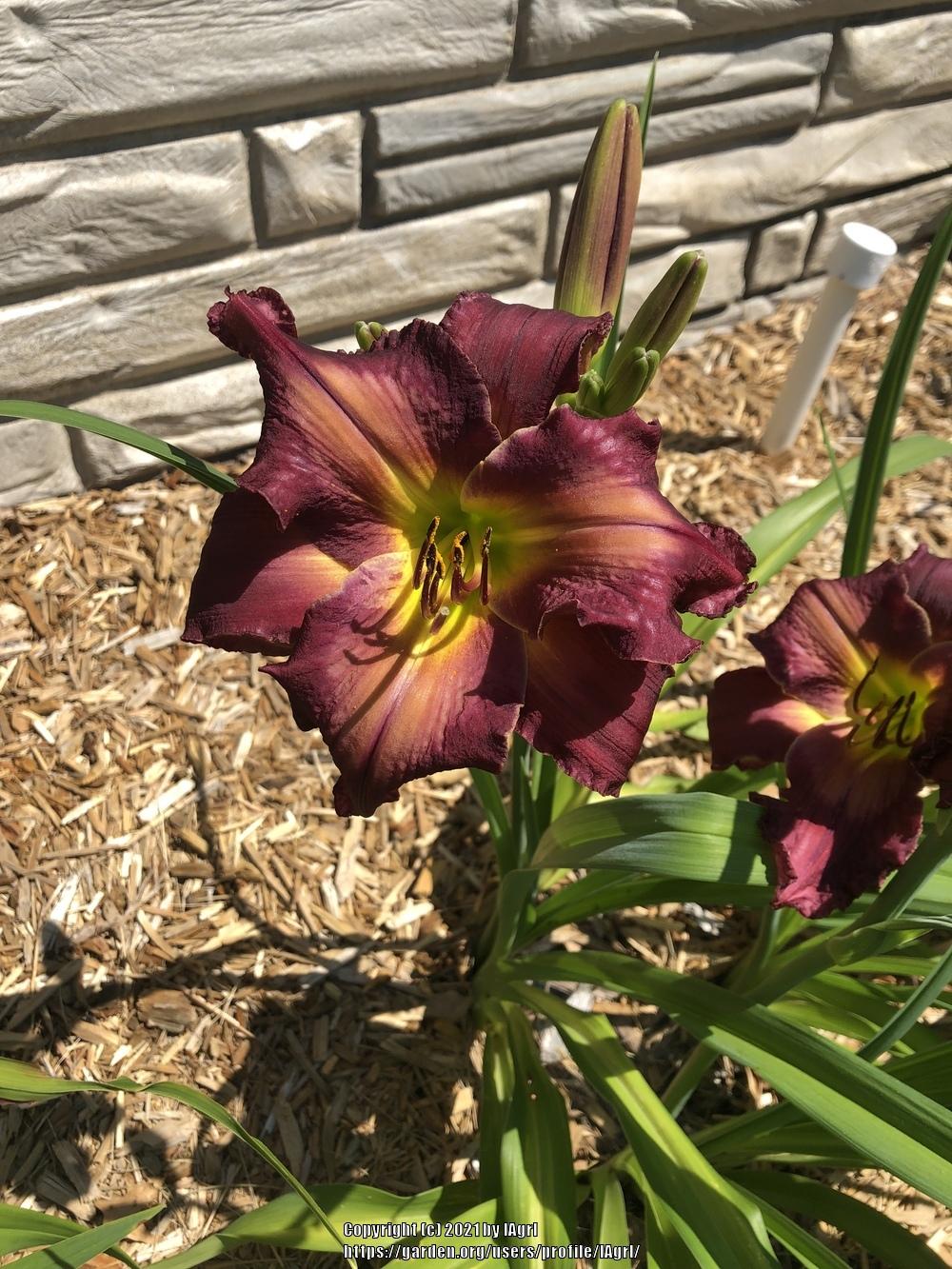Photo of the bloom of Daylily (Hemerocallis 'Tactical Deception ...