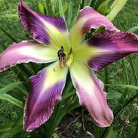 Daylily (Hemerocallis 'Drew Hoo') in the Daylilies Database - Garden.org