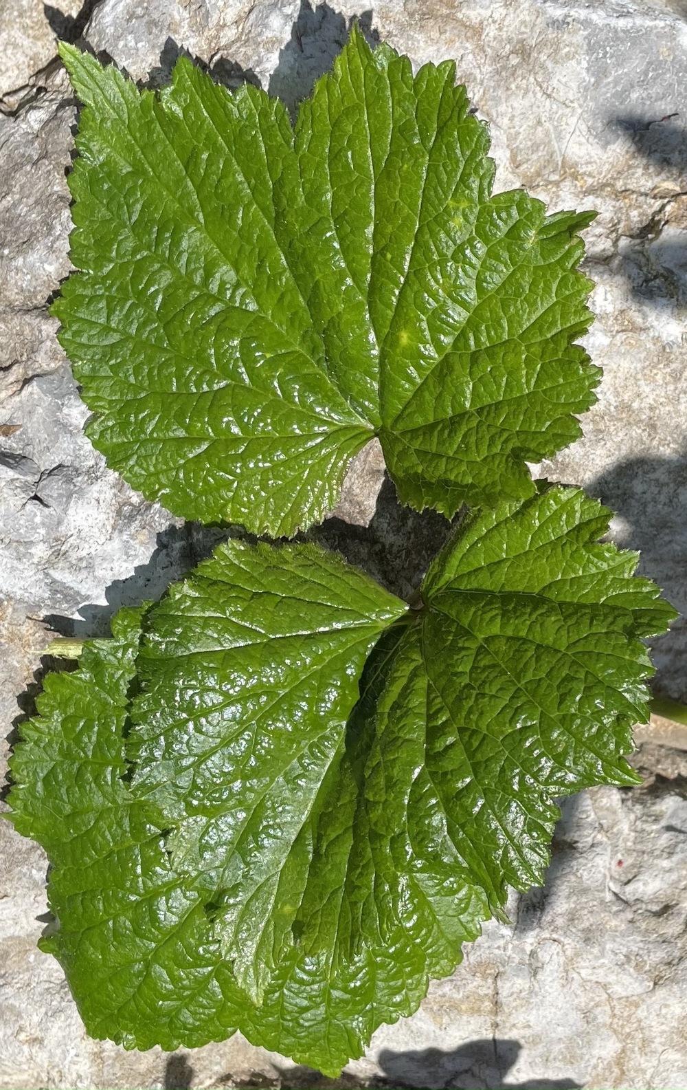 Weed in Ireland in the Plant ID forum - Garden.org