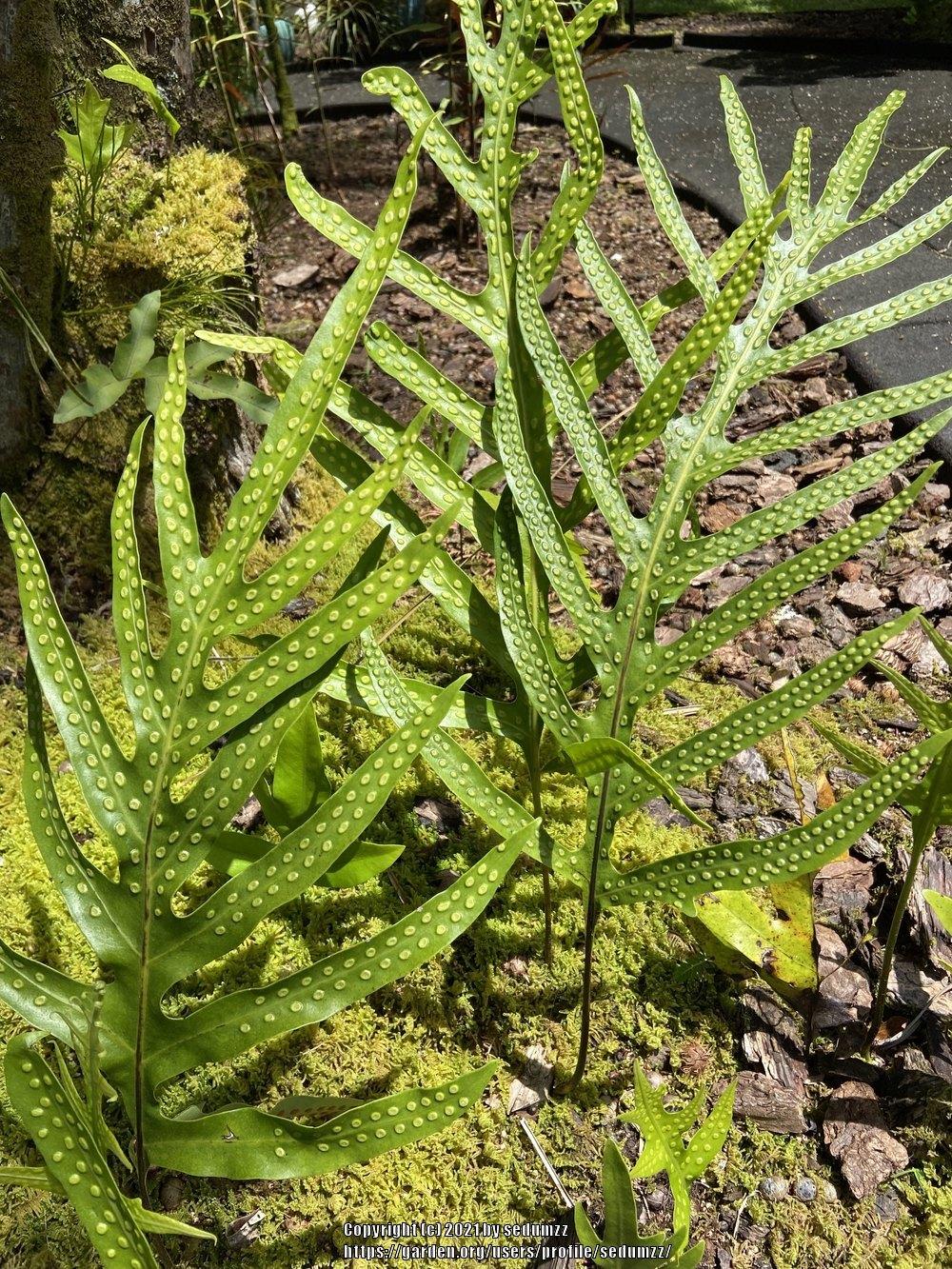 Photo of the entire plant of Wart Fern (Microsorum scolopendria) posted ...
