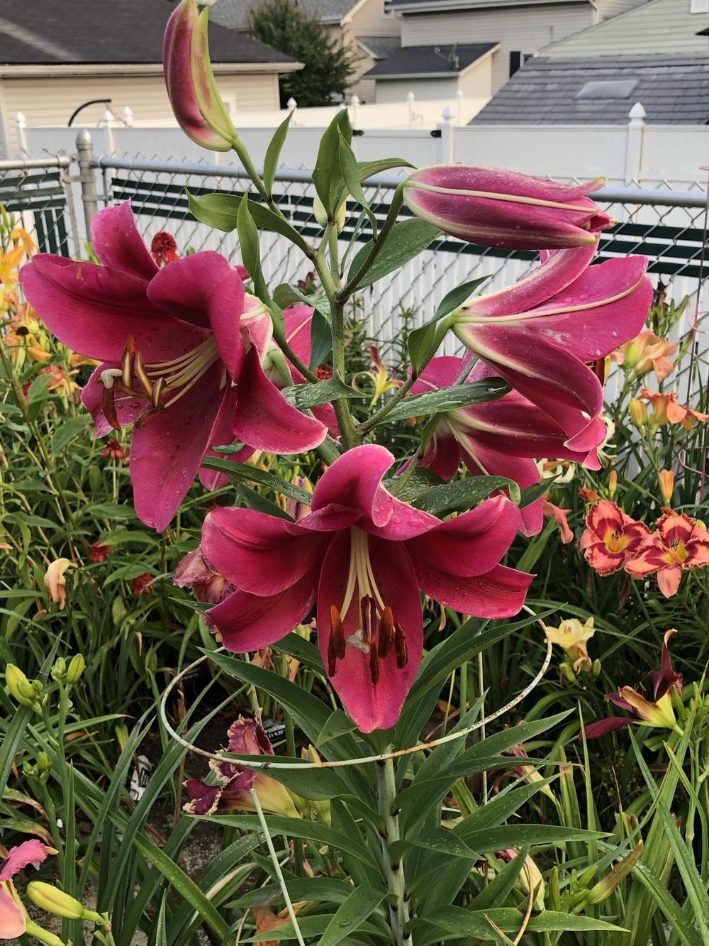 Lily (Lilium 'Red Desire') in the Lilies Database - Garden.org