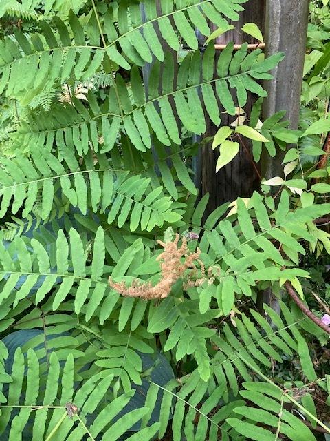 strange growth on my giant fern in the Ferns forum - Garden.org