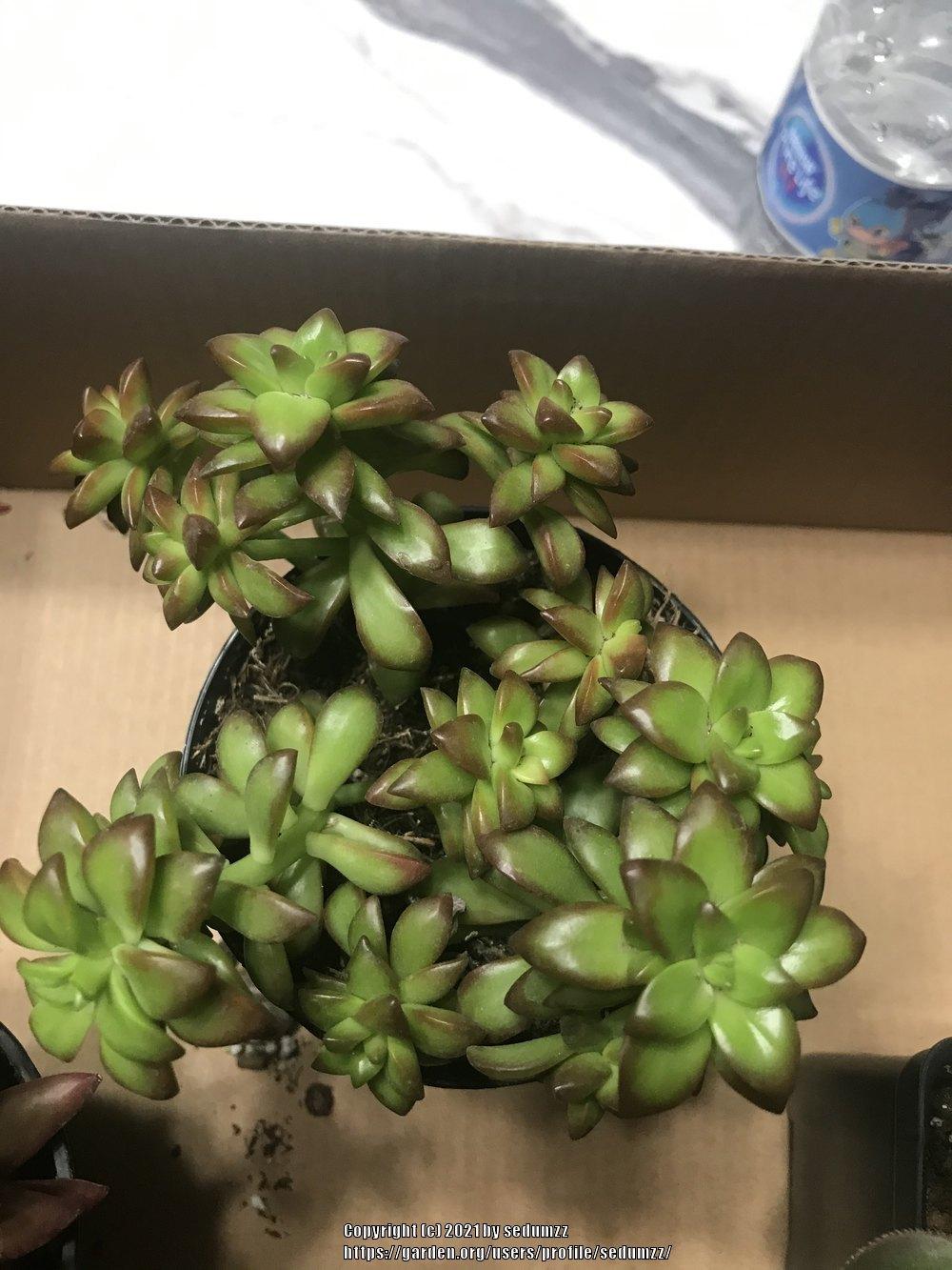 Photo of the entire plant of Coppertone Stonecrop (Sedum ...