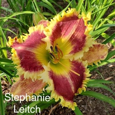 Photo of the bloom of Daylily (Hemerocallis 'Stephanie Leitch') posted ...