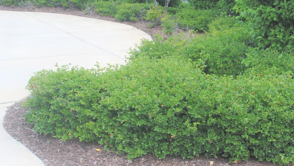 Alpine Currant (Ribes alpinum 'Green Mound') in the Currants and ...