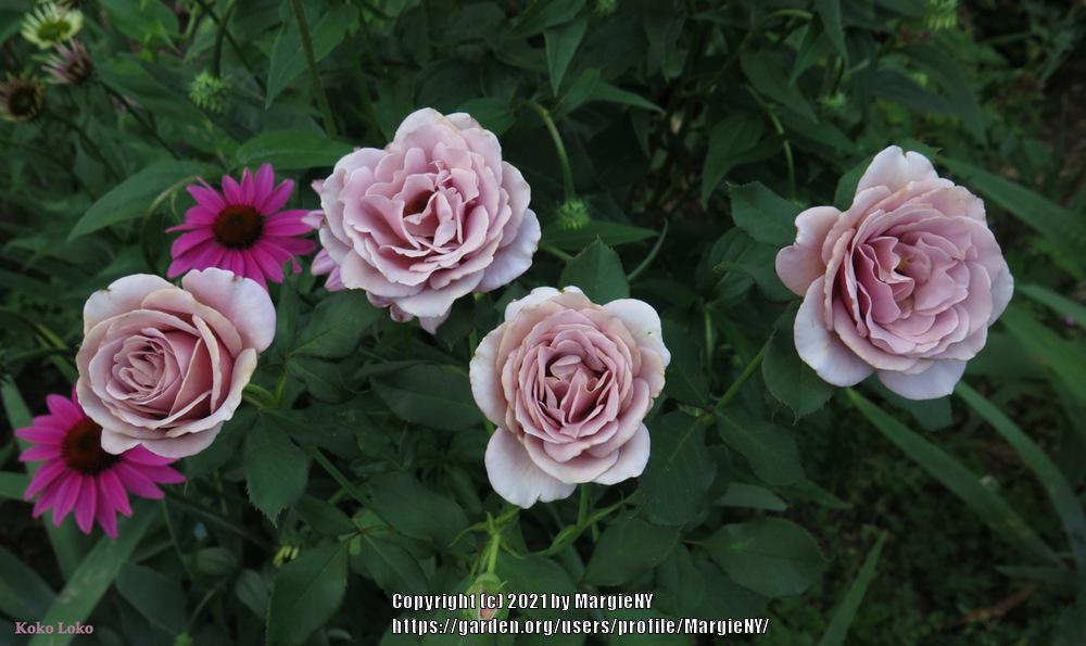 Photo of the bloom of Rose (Rosa 'Koko Loko') posted by MargieNY ...