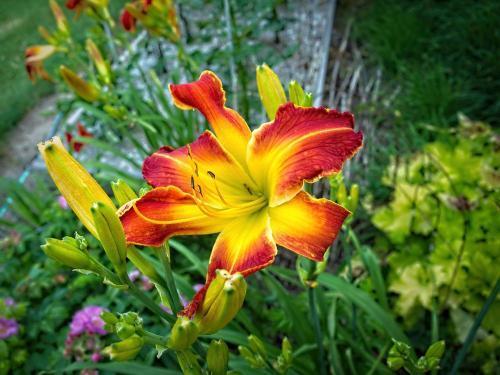2021 Tall Daylily photos, up up and away in the Daylilies forum ...
