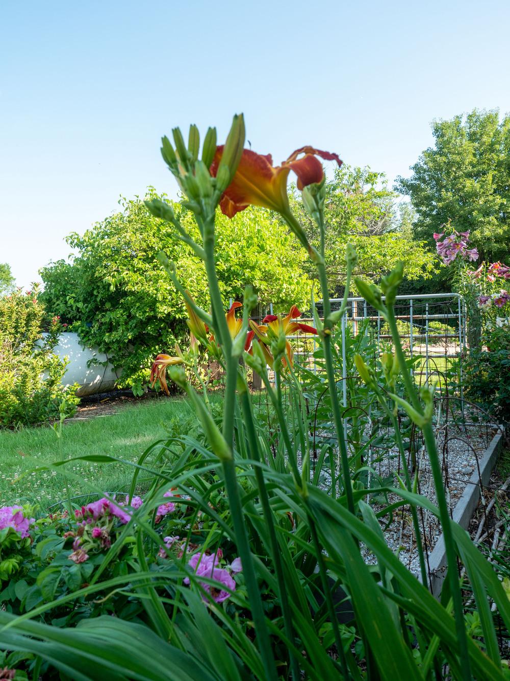 2021 Tall Daylily photos, up up and away in the Daylilies forum ...