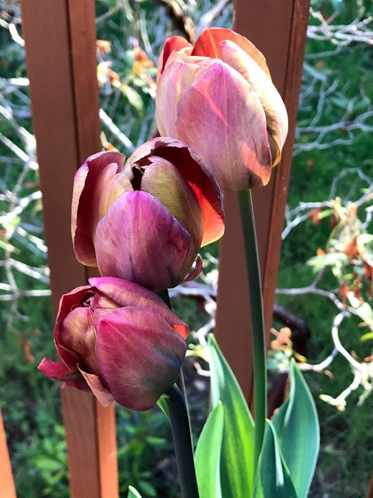 Tulip (Tulipa 'Ridgedale') in the Tulips Database - Garden.org