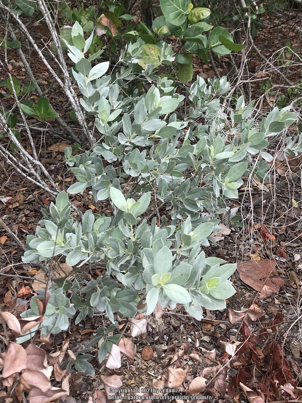 Photo of the entire plant of Silver Buttonwood (Conocarpus erectus f ...