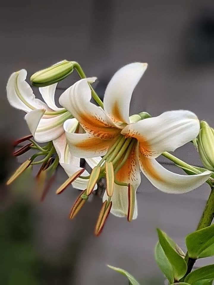 Lily (Lilium 'Lady Alice') in the Lilies Database - Garden.org