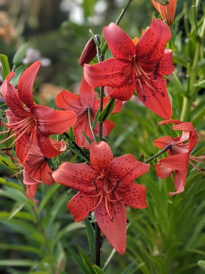 Photo of the bloom of Lily (Lilium 'Red Life') posted by Joy - Garden.org