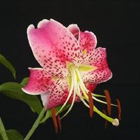 Lily (Lilium speciosum var. speciosum 'Uchida') in the Lilies Database ...
