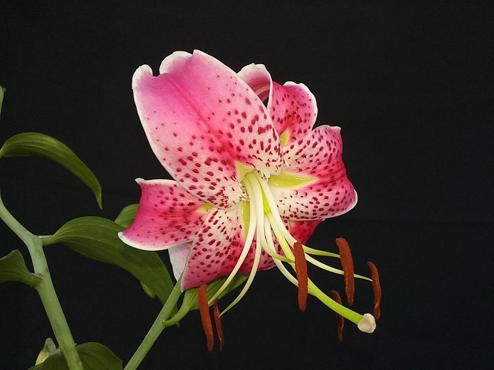 Lily (Lilium speciosum var. speciosum 'Uchida') in the Lilies Database ...