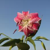 Photo of the bloom of Lily (Lilium speciosum var. speciosum 'Uchida ...