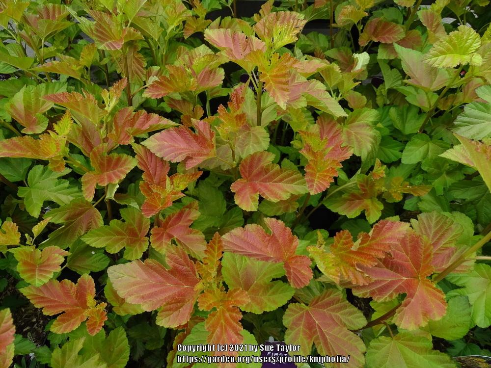 Eastern Ninebark (Physocarpus opulifolius First Editions® Amber Jubilee ...