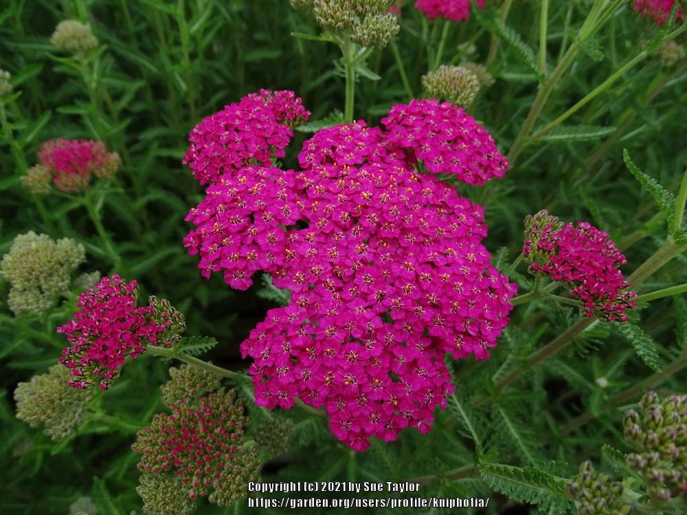 Photo of the bloom of Yarrow (Achillea millefolium New Vintage™ Rose ...