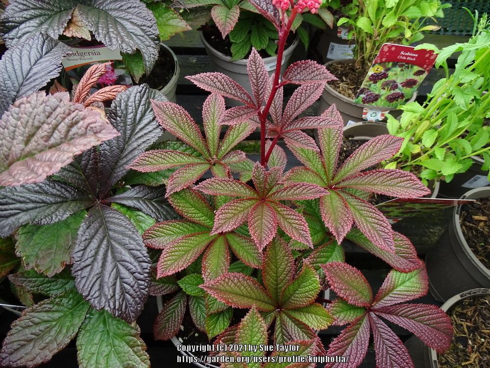 Photo of the leaves of Rodgers Flower (Rodgersia 'Cherry Blush') posted ...