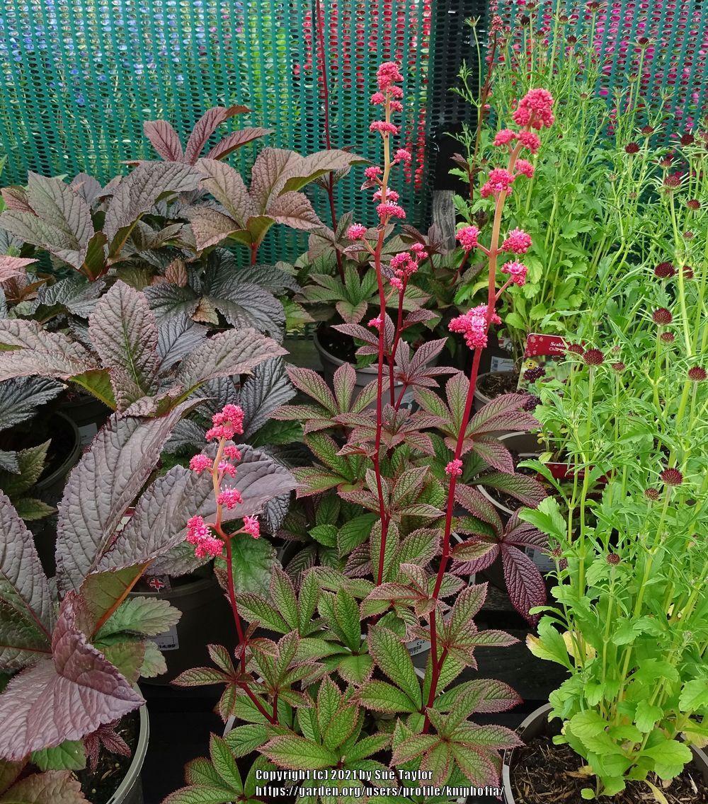 Photo of the entire plant of Rodgers Flower (Rodgersia 'Cherry Blush ...