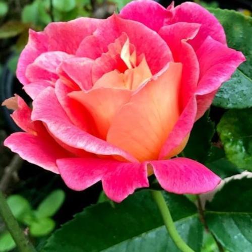 Rose (Rosa 'Talisman') in the Roses Database - Garden.org