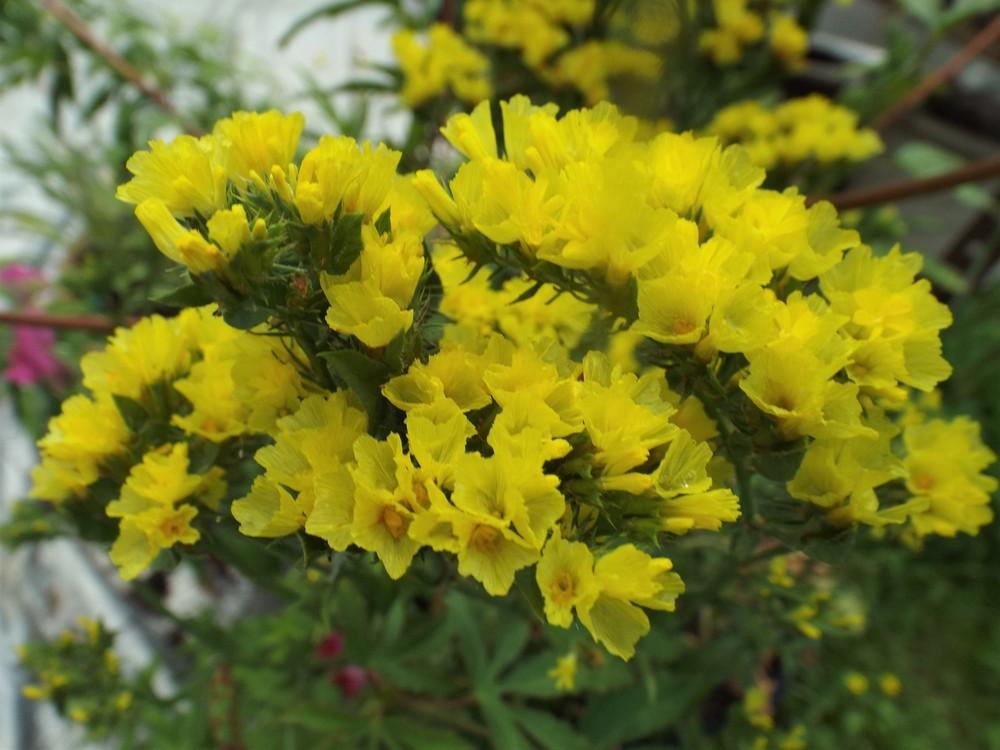 Statice (Limonium sinuatum 'Gold Coast') - Garden.org