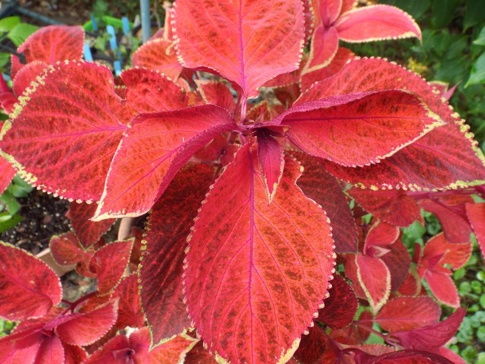 Coleus (Coleus scutellarioides Wizard™ Sunset) in the Coleus Database ...